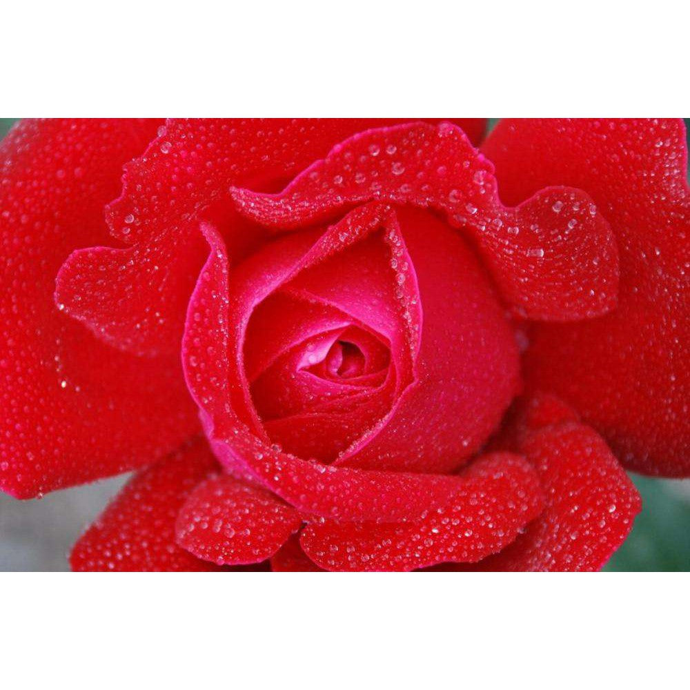 Rode Roos Condens Diamond Painting kopen? - Happy Painting